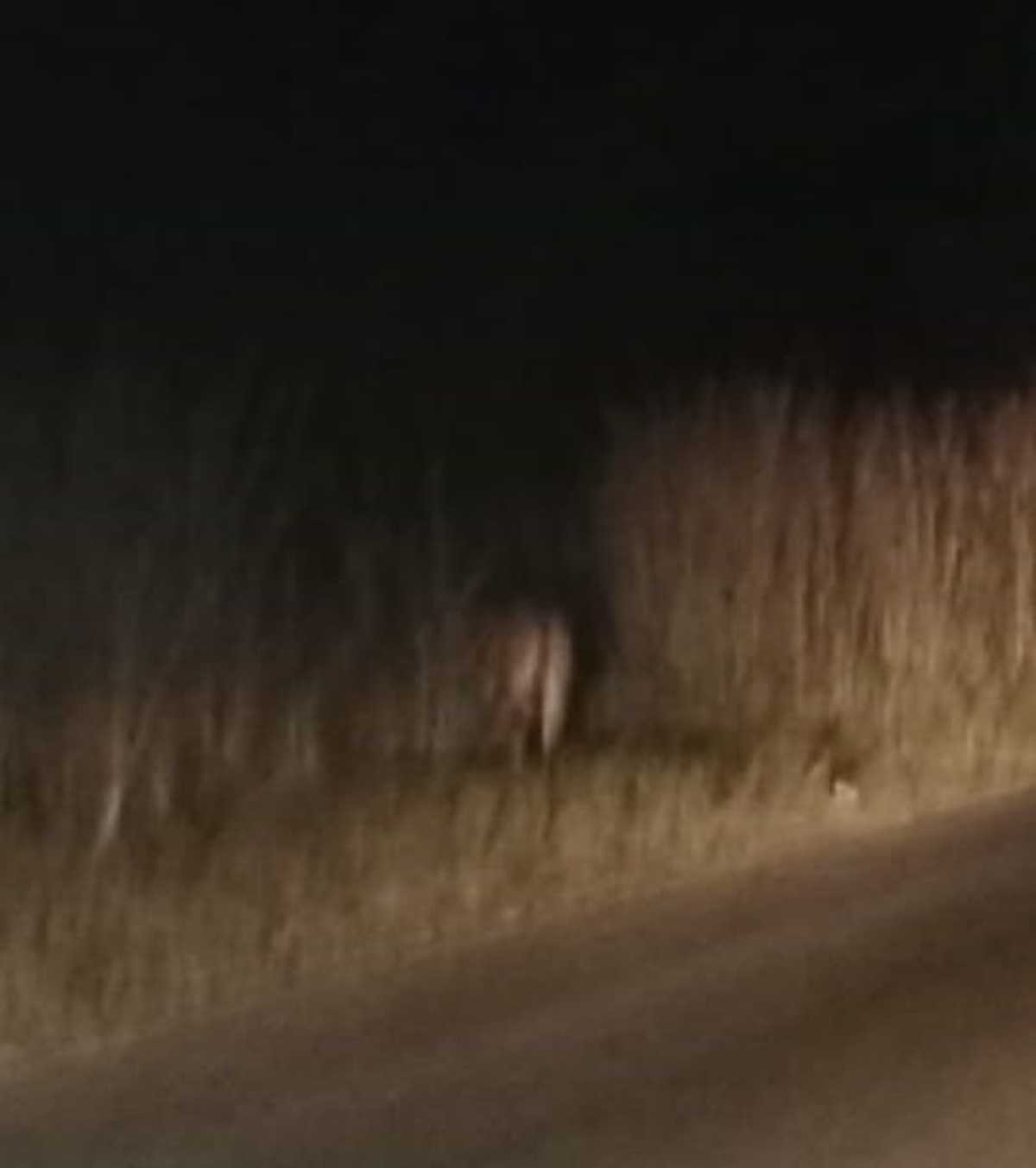 Lion on the loose on the R511 in Pretoria | Laudium Today - Keeping ...